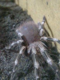 Tarantula