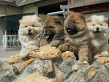 Chow chow cau cau stenad