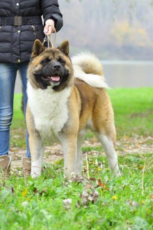 Americka akita