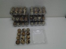 Japanske prepelice jaja