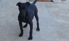 Cane corso ženkica – povoljno