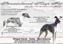 Whippet - mali engleski hrt, stenci