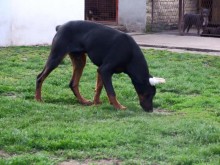 Doberman