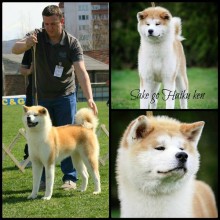 Akita inu