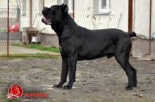 Cane corso stenci