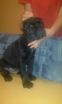 Cane corso