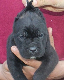 Cane corso stenci od odlicnih roditelja