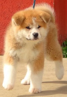 Akita inu