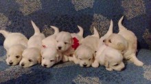 Coton de tulear