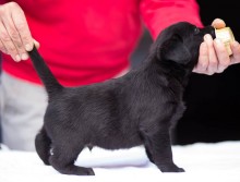 Labrador retriver - stenci izlozbenog potencijala