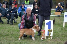 Engleski buldog,spreman za parenje