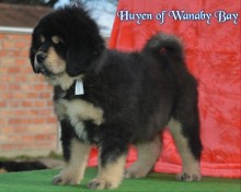 Tibetski mastiff - vrhunsko leglo na prodaju