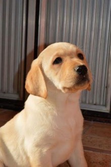 Labrador retriver stenci