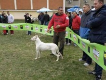 Argentinske doge - stenci vrhunskog porekla