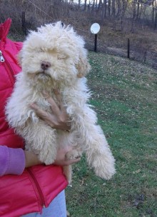 Lagotto romagnolo zensko stene i radni psi tartufari