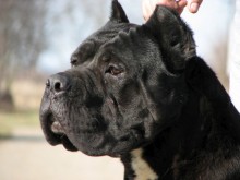 Cane corso slobodan za parenje