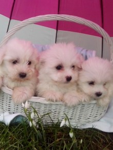 Coton de tulear(tulearski pas)