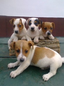 Jack russell