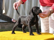 Cane corso stenci