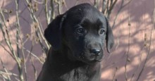 Labrador, stenci