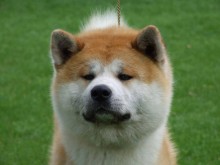 Akita inu, prvobirana oranz bela zenka