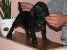 Cane corso stenci