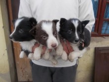 Border collie štenci