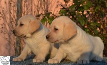 Labrador, stenci sampionskog porekla