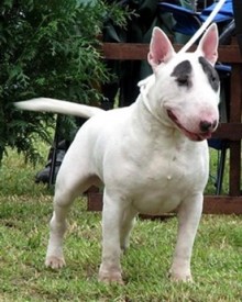 Bull terrier žensko štene - na prodaju