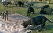 Stenci cane corso - vrhuskog porekla