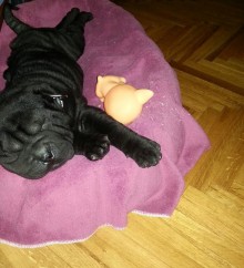 Shar pei ( sar pej) crno stene