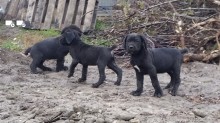 Stenci cane corso