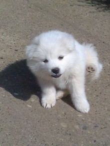 Samojed