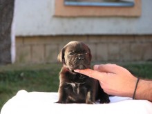 Cane corso, sivi stenci