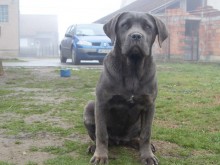 Cane corso štenci