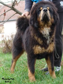 Tibetski mastiff vrhunski stenci i odrasli na prodaju!