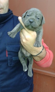 Cane corso, sivi stenci