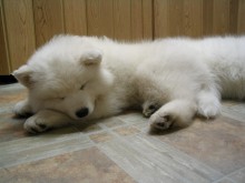 Sibirski haski i sibirski samojed