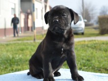 Cane corso stenci - dva vrhunska legla