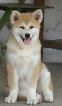 Akita inu, najava legla