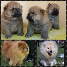 Chow chow stenci