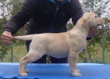 Labrador, žensko štene