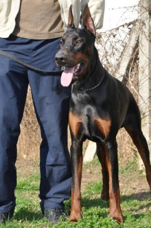 Doberman, muzjak za parenje