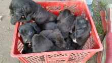 Stenci cane corso