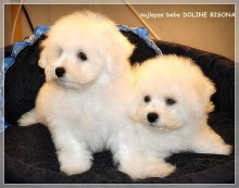 Bichon frise - najlepse bebe doline bisona