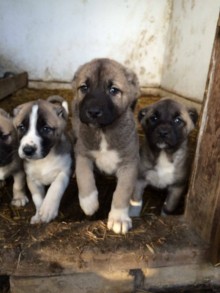 Kangal kucici