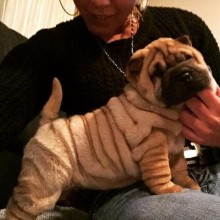 Shar pei stenci