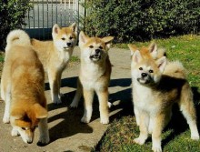 Akita inu stenci