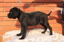 Cane corso stenci - sampionskog porekla