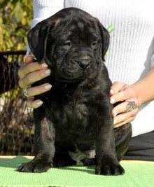 Bull mastiff stenci izlozbenog potencijala